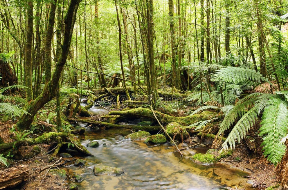 Rainforest Stream stock photo. Image of river, ferns, nature - 4058620