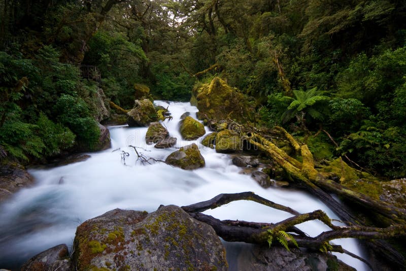 Rainforest Stream stock image. Image of rainforest, flowing - 14016741