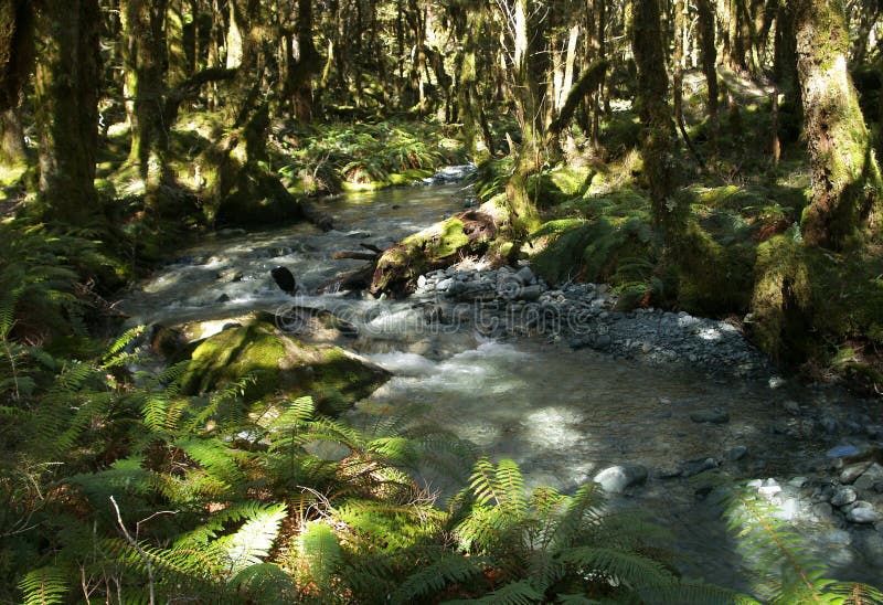 Rainforest Stream stock image. Image of rainforest, flowing - 14016741