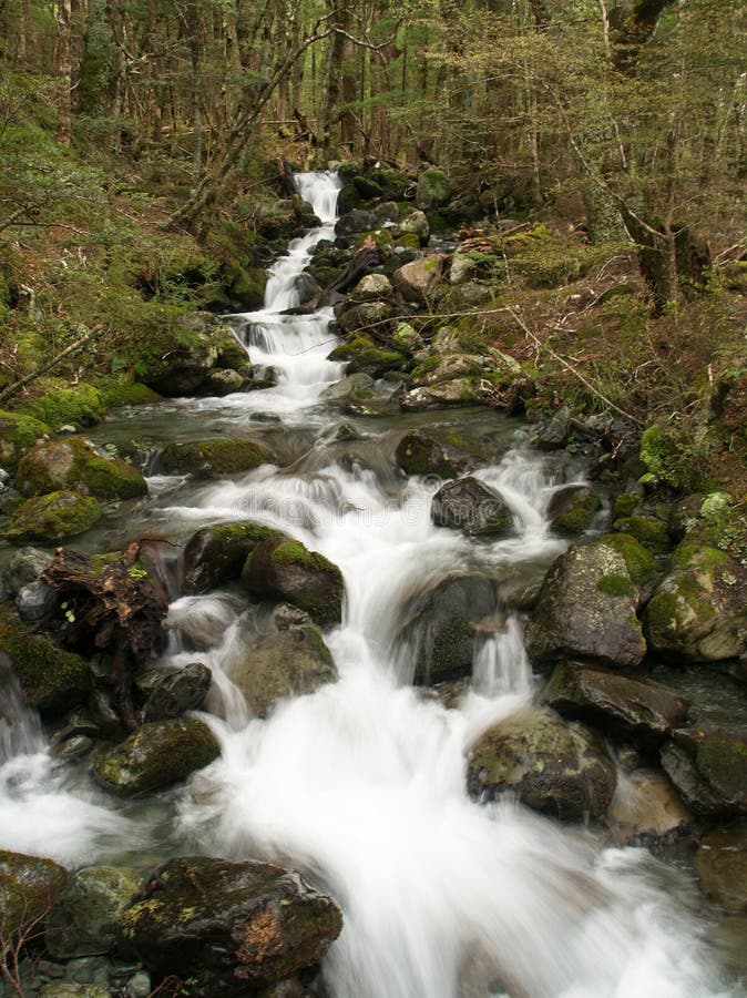 Rainforest Stream stock photo. Image of river, ferns, nature - 4058620