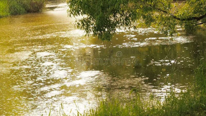 Rainforest with Stream Flowing through it. Raindrops Drip into the ...