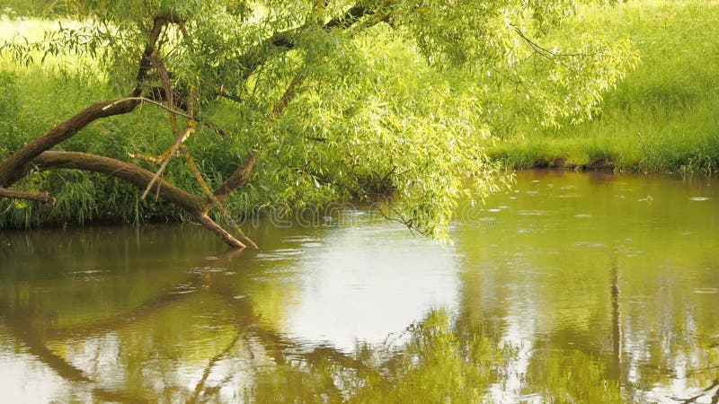 Rainforest with Stream Flowing through it. Raindrops Drip into the ...