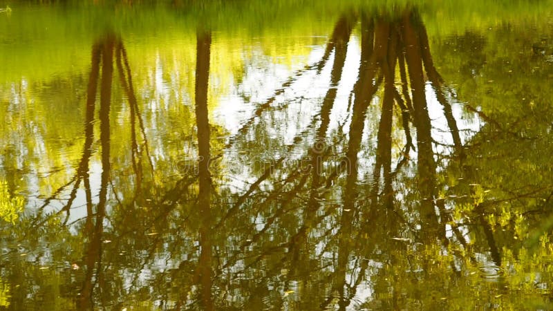 Rainforest with Stream Flowing through it. Reflection of Trees and Sky ...