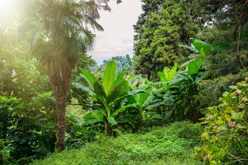 The Rainforest, in Summer Sunny Day Stock Image - Image of opening ...