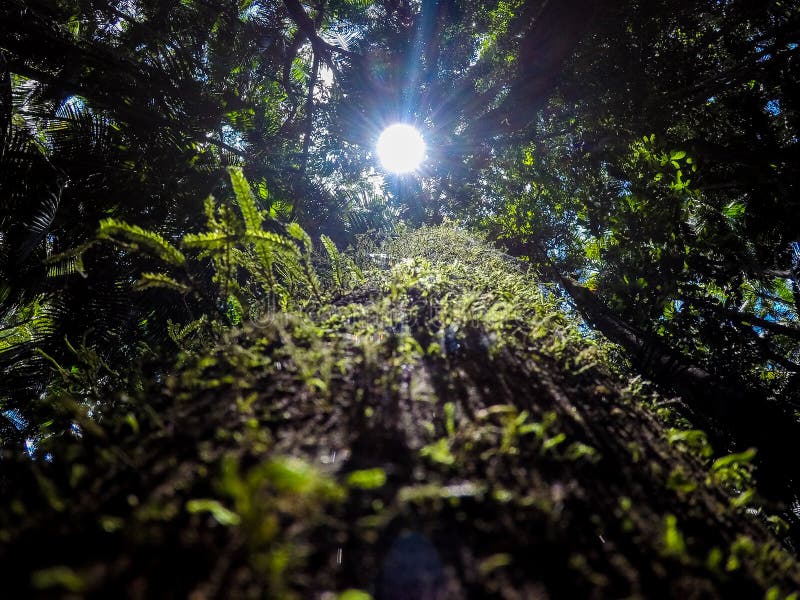 Rainforest of the sun stock image. Image of beautiful - 141453507