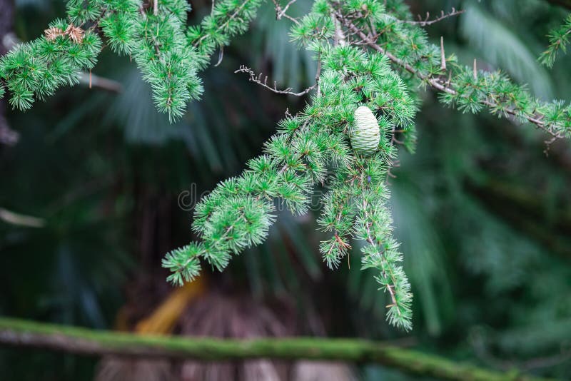 Rainforest with the Sun Behind Stock Photo - Image of fern, rainforest ...