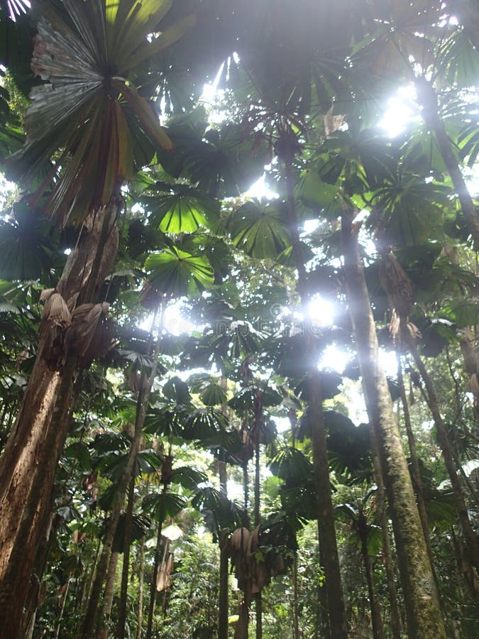 Rainforest stock photo. Image of rainforest, green, sunlight - 83900466