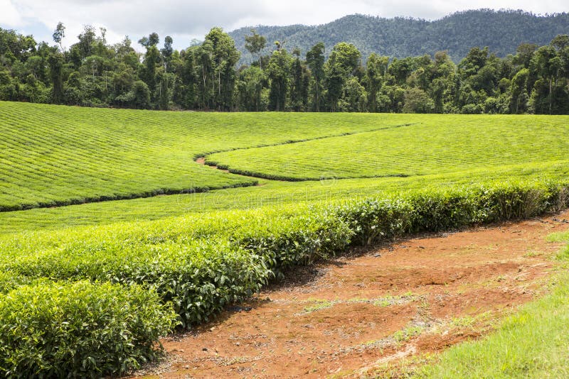 Rainforest Tea Plantation stock image. Image of nature - 39025135