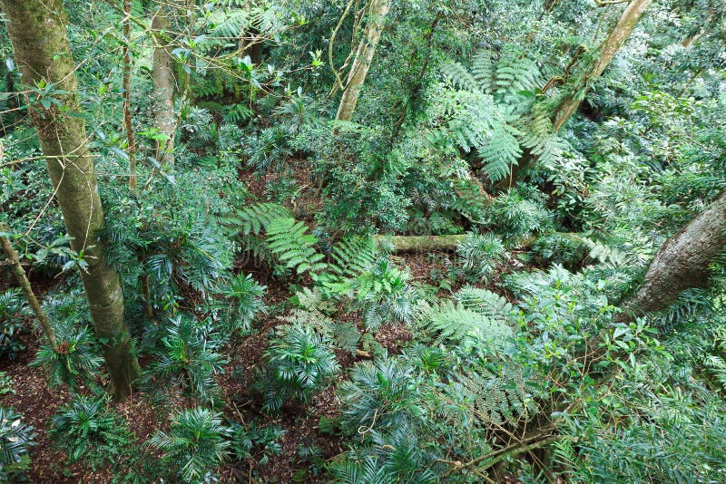 Rainforest from above stock image. Image of palms, tree - 23407817