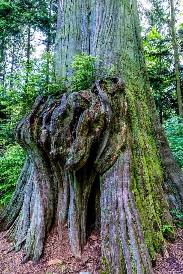 Rainforest Tree with Interesting Large Knotty Growth Stock Image ...