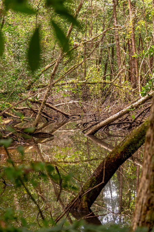 Rainforest Tree Trunks and Roofs in the Water, Queensland, Australia ...