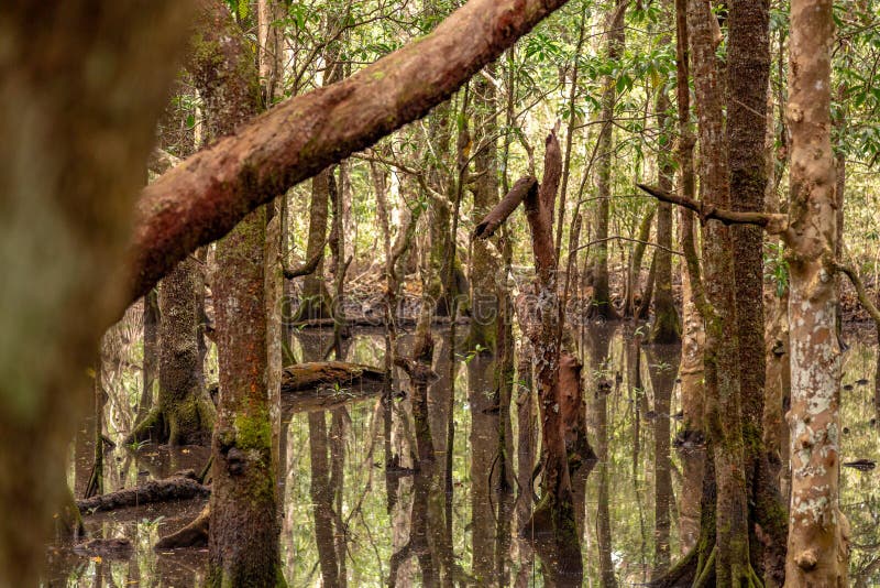 Rainforest Tree Trunks and Roofs in the Water, Queensland, Australia ...