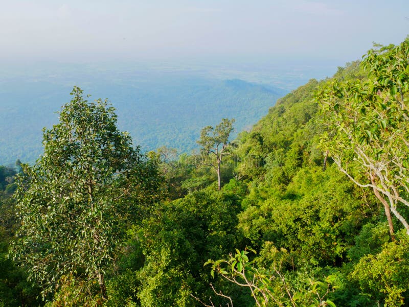 Rainforest Trees in the Morning Stock Image - Image of canopy ...