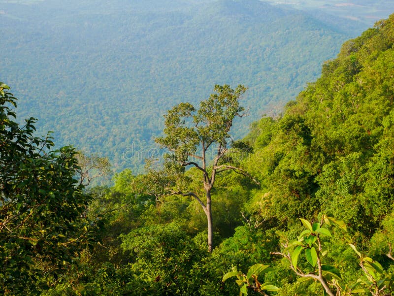 Rainforest Trees in the Morning Stock Photo - Image of orchid, cairns ...