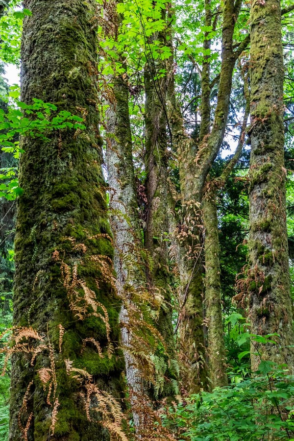 Rainforest Trees with Moss and Ferns Stock Photo - Image of arborvitae ...