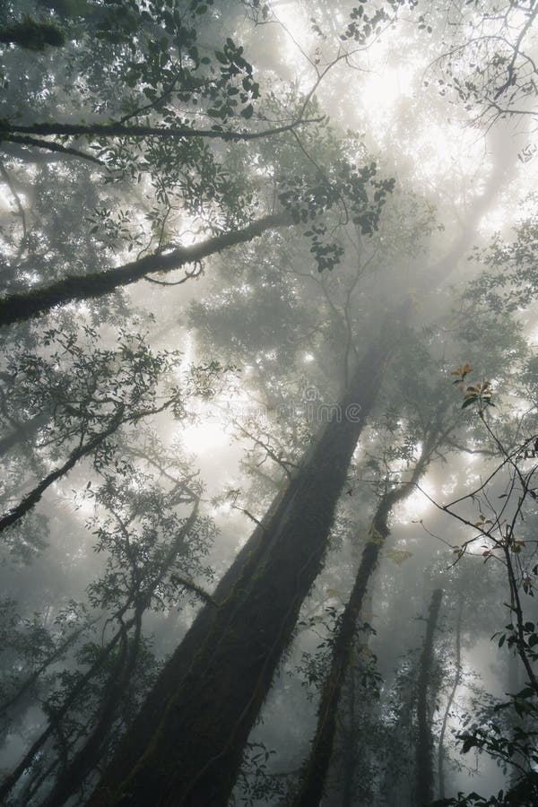 Rainforest stock image. Image of tropical, amazon, mist - 186356343