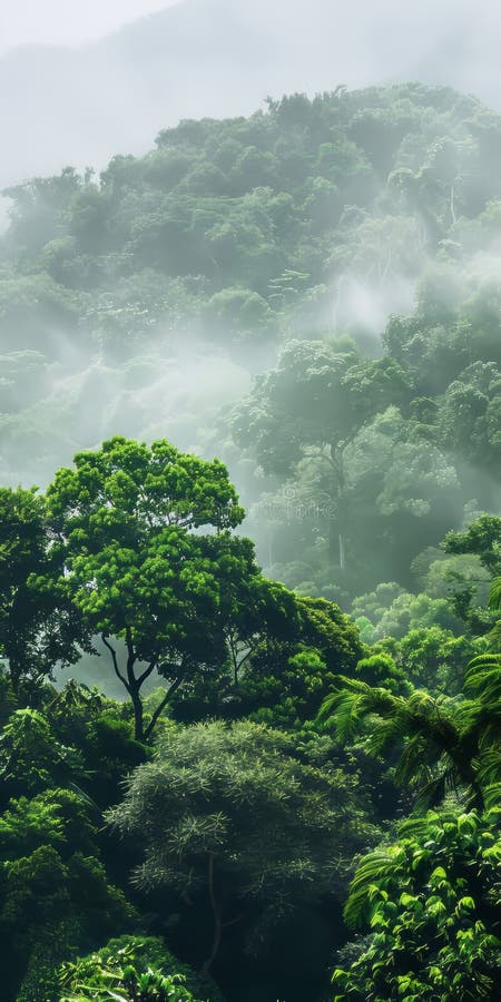 Rainforest Treetops and Room for Text. Stock Illustration ...
