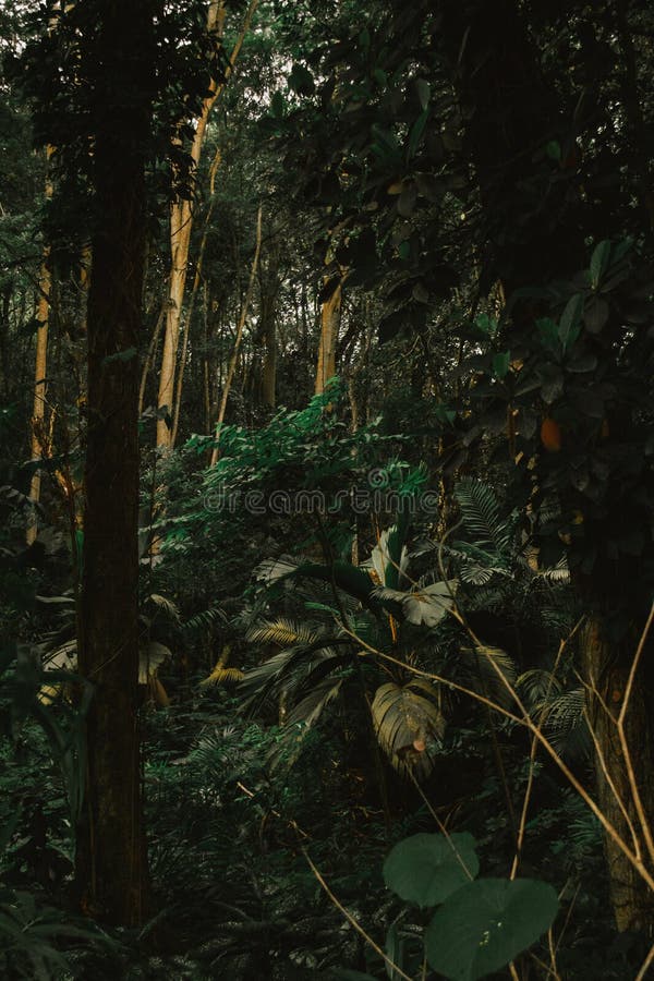 Rainforest vertical stock image. Image of green, seychelles - 269936697