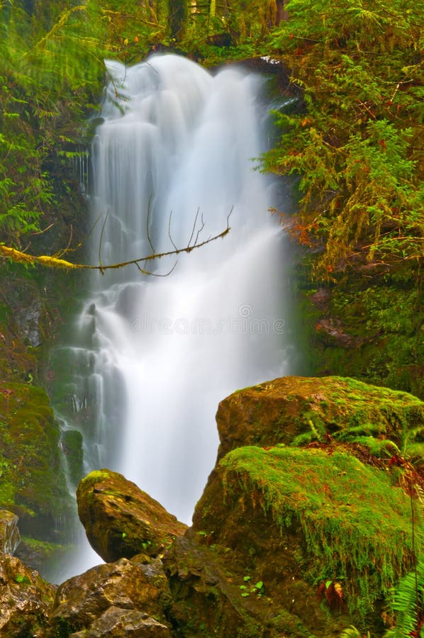Redwood forest waterfall stock photo. Image of fern, dense - 24016494