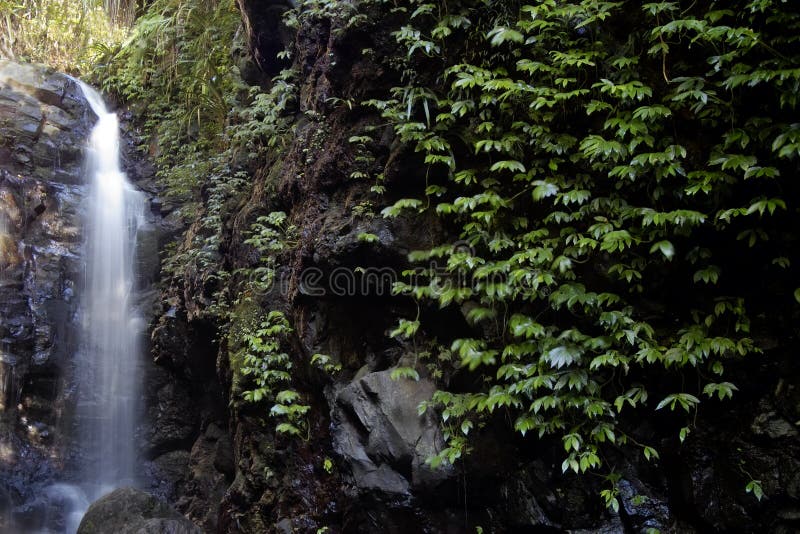 Rainforest Waterfall stock photo. Image of park, rainforest - 8810424