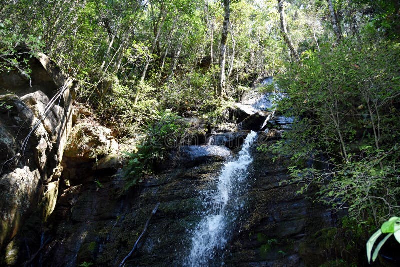 Rainforest stock photo. Image of peaceful, cascade, rock - 81417432