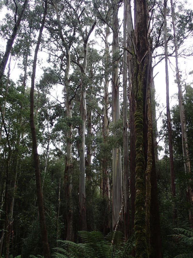 Rainforrest stock photo. Image of high, green, australia - 40986644