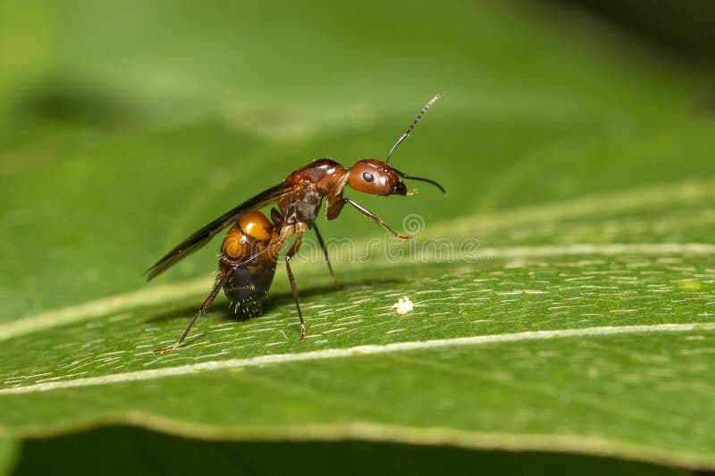 Formiga de rainha foto de stock. Imagem de animal, comunidade - 57489950