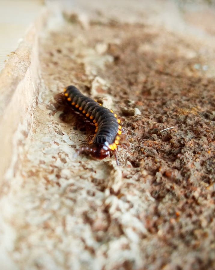 Raini insects stock photo. Image of nature, ground, raini - 162014626