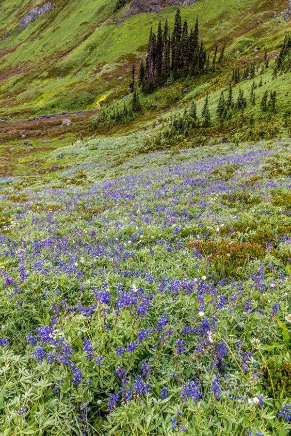 Alpine Wildflowers stock photo. Image of beautiful, natural - 43184852