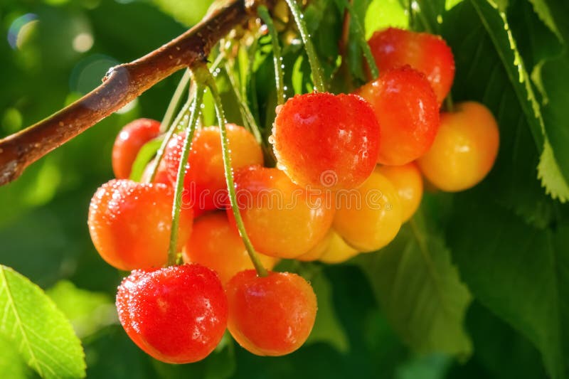 Rainier Cherry Harvest Garden Growing Fruit Branch Sweet Cherry Fruit
