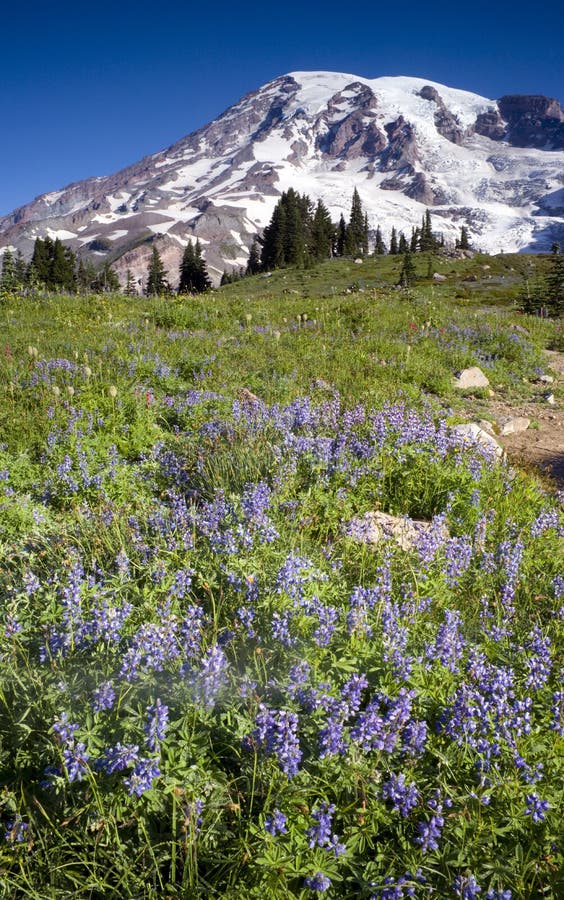 Vertical Slope Mt Rainier Lupine Wildflowers Flora Stock Image - Image ...