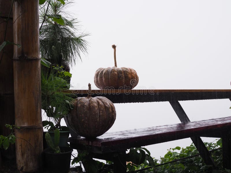 Raining on the Balcony, Mountain View, Pumpkin in the Foreground. Stock ...