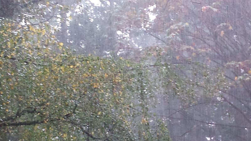Raining copiously and cold stock photo. Image of branch - 187098242