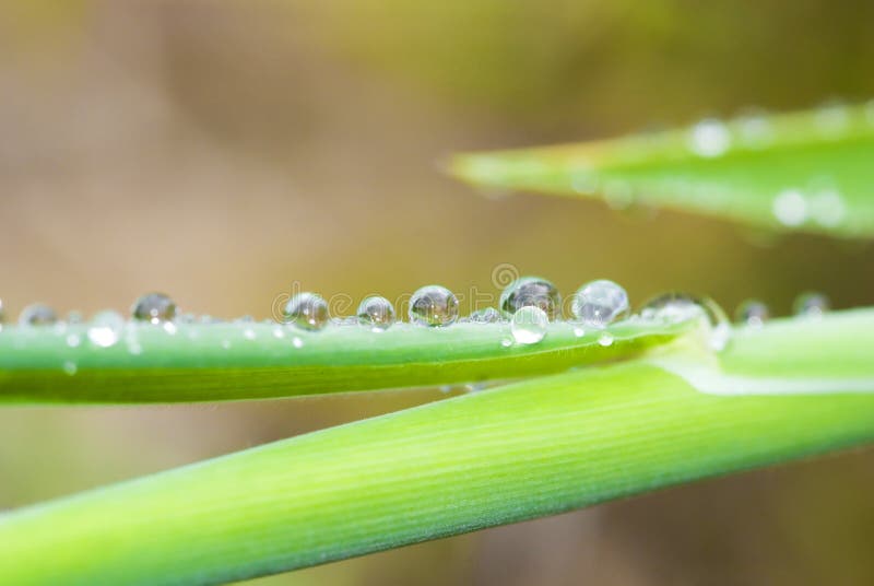 Raining Drops Rain Water stock photo. Image of moment - 4337426