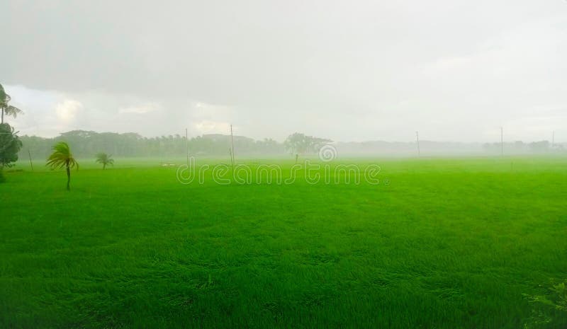 Raining on the field stock image. Image of rice, green - 244315615