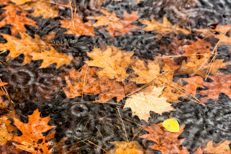Raining on Floating Fall Leaves in a Puddle - Close Up Stock Image ...