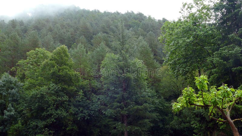 Raining in the forest. stock footage. Video of contrast - 161457748