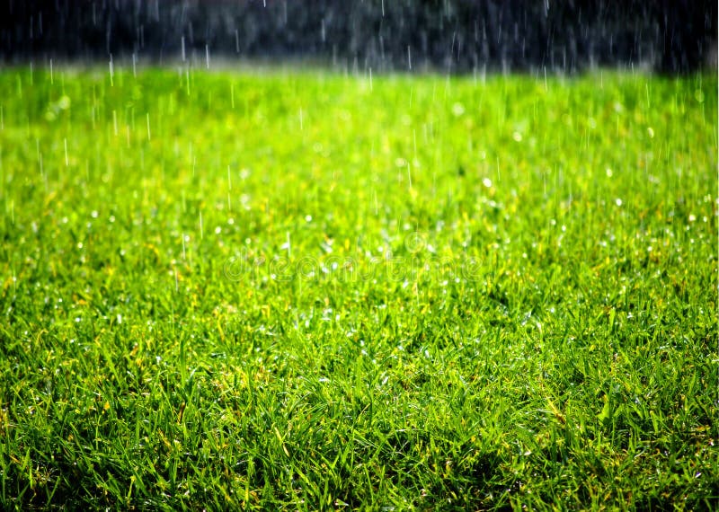 Raining on Green Lawn stock photo. Image of environment - 24372678