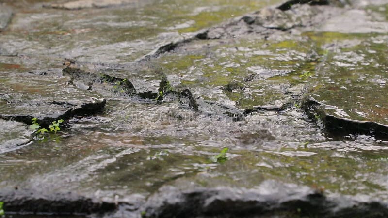Raining on the ground stock footage. Video of nature - 183278590
