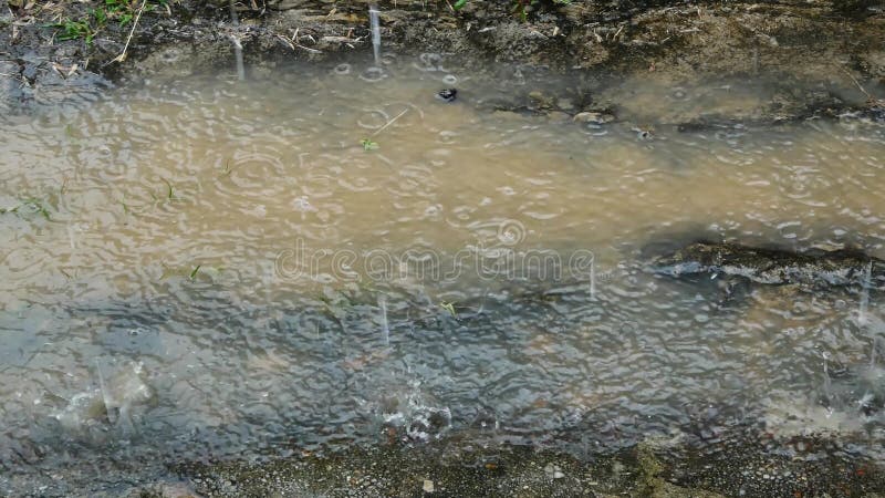 Raining on the ground stock footage. Video of grass - 117434318