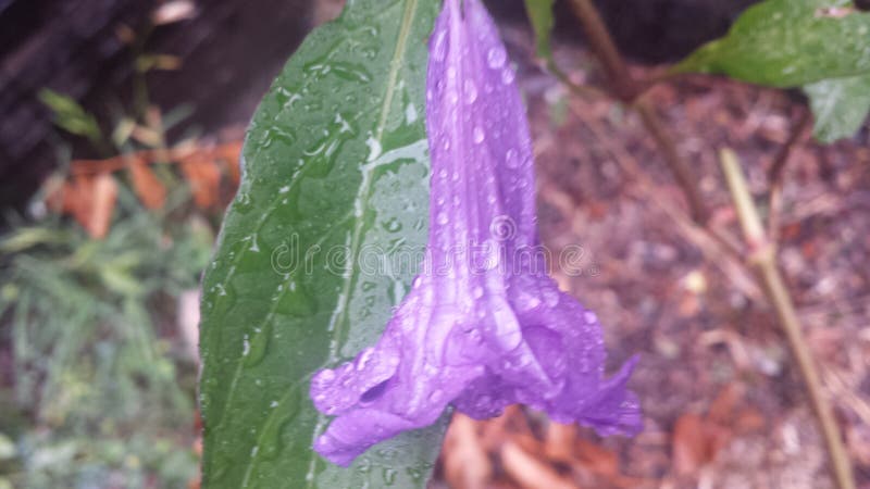 Raining lilies flower stock image. Image of produce - 184120929