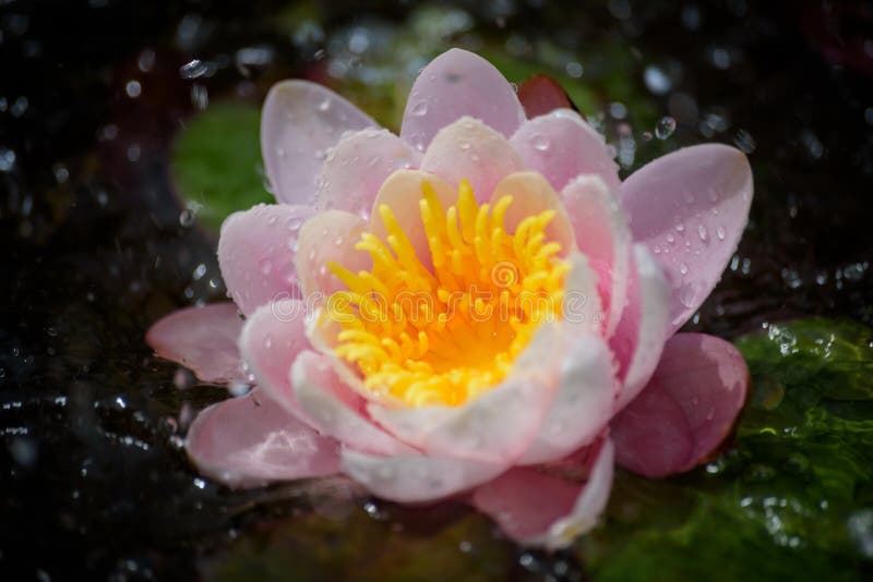 Raining lotus stock photo. Image of drop, pink, spring - 97192000