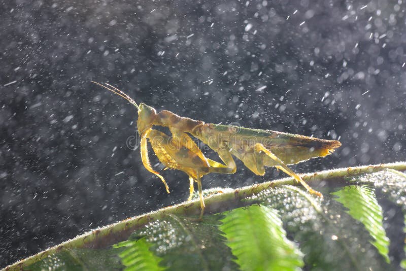 Raining Mantis Stock Photos - Free & Royalty-Free Stock Photos from ...