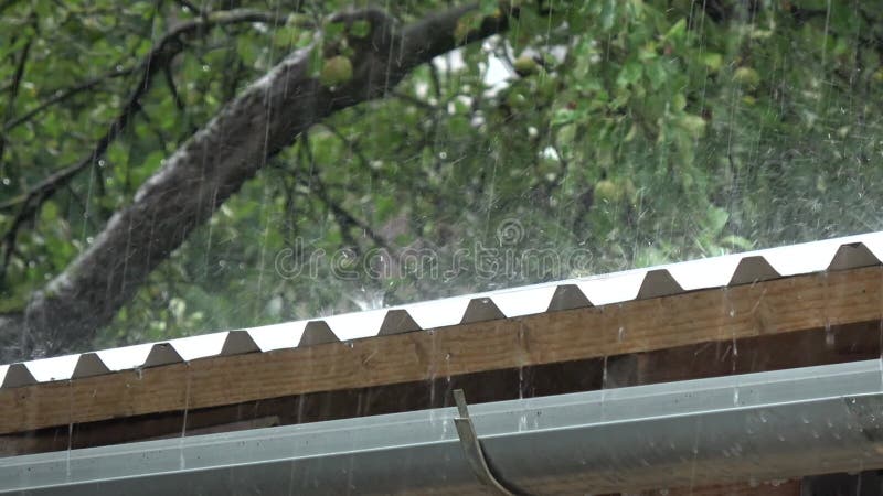 Raining on the Metal Roofing Sheets and on Gutter Pipe. Heavy Rain ...