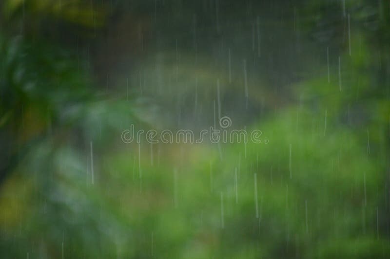 Raining on nature stock photo. Image of branch, green - 183387756