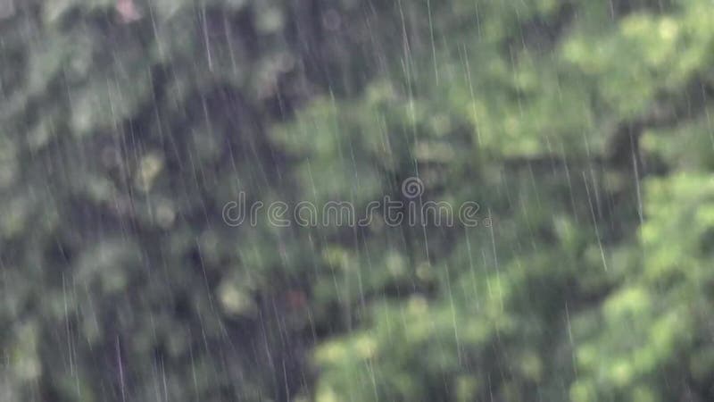 Raining Outside - Rainforest Drops of Summer Rain Falling Down on the ...