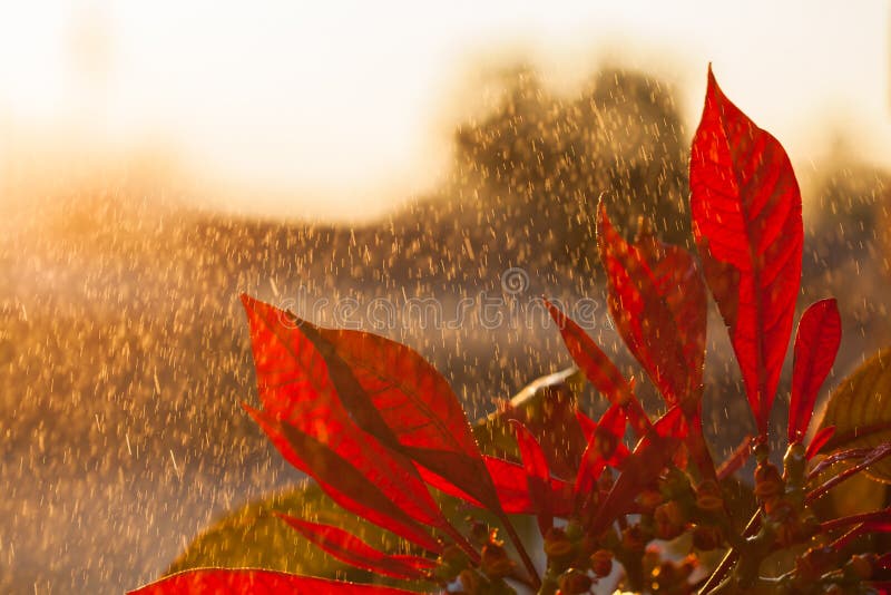 Raining on Plants at Sunset Stock Photo - Image of sunset, sunrise ...