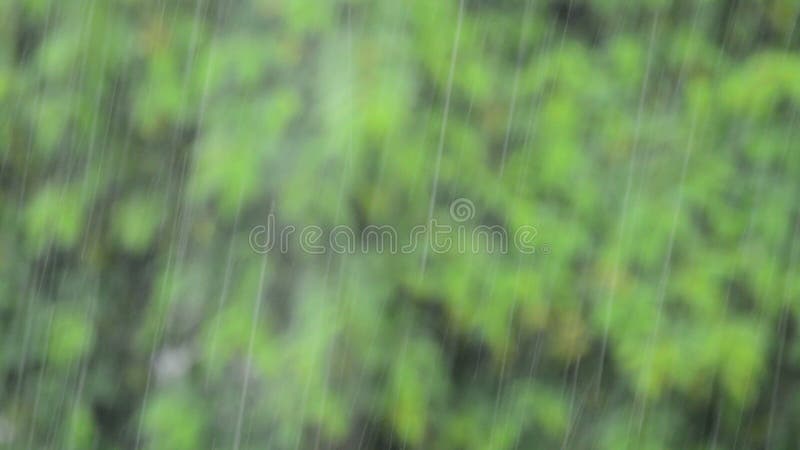 Raining with Plants and Tree Leaves Background Stock Video - Video of ...