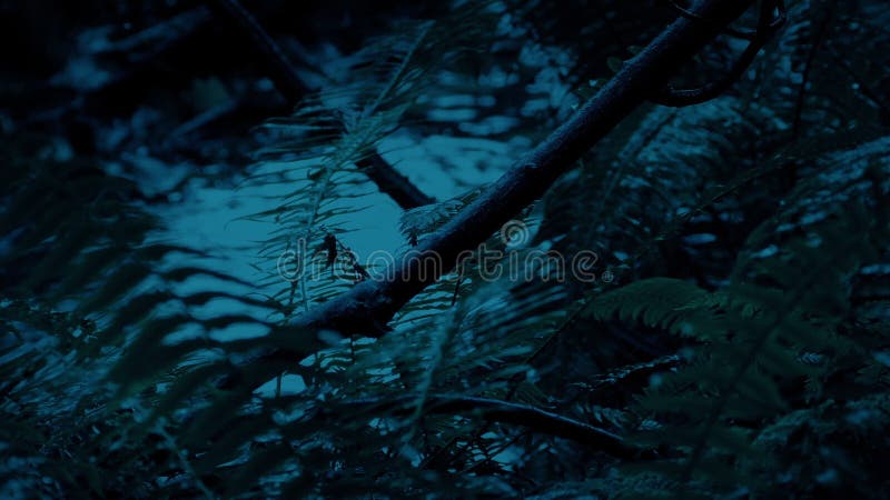 Heavy Rainfall in Dark Forest Detail Stock Video - Video of damp, late ...
