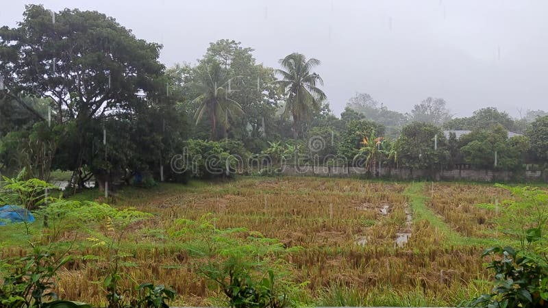 Raining on Rice Field in Thailand Stock Footage - Video of asia, clear ...